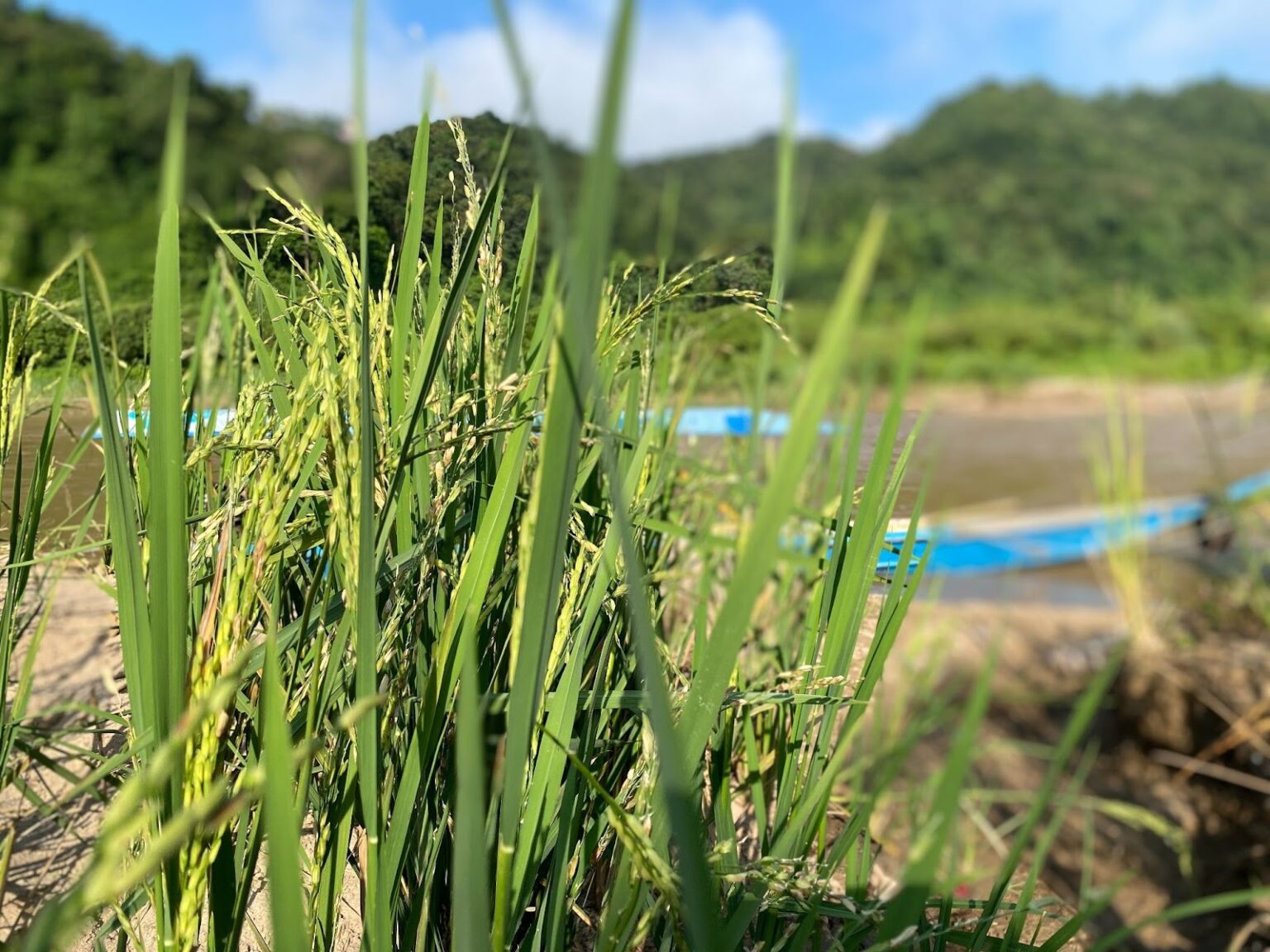 The Kok River, a Community Lifeline Turned Toxic | EarthRights ...
