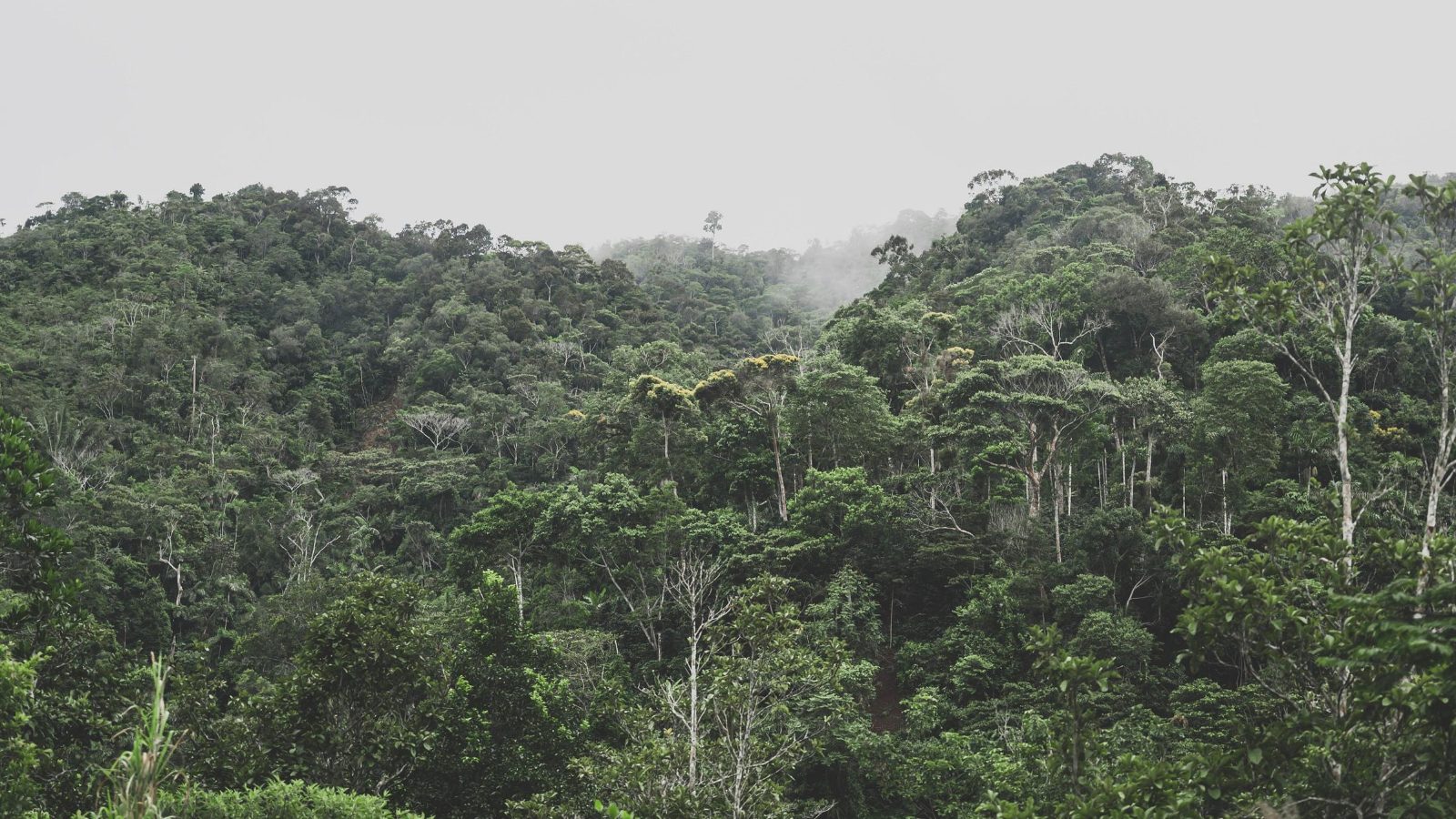 Timber Company Abuses Peruvian Judicial System to Silence Indigenous ...